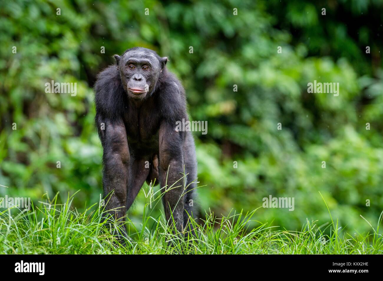 Tiere des afrikanischen regenwaldes Stockfotos und -bilder Kaufen - Alamy