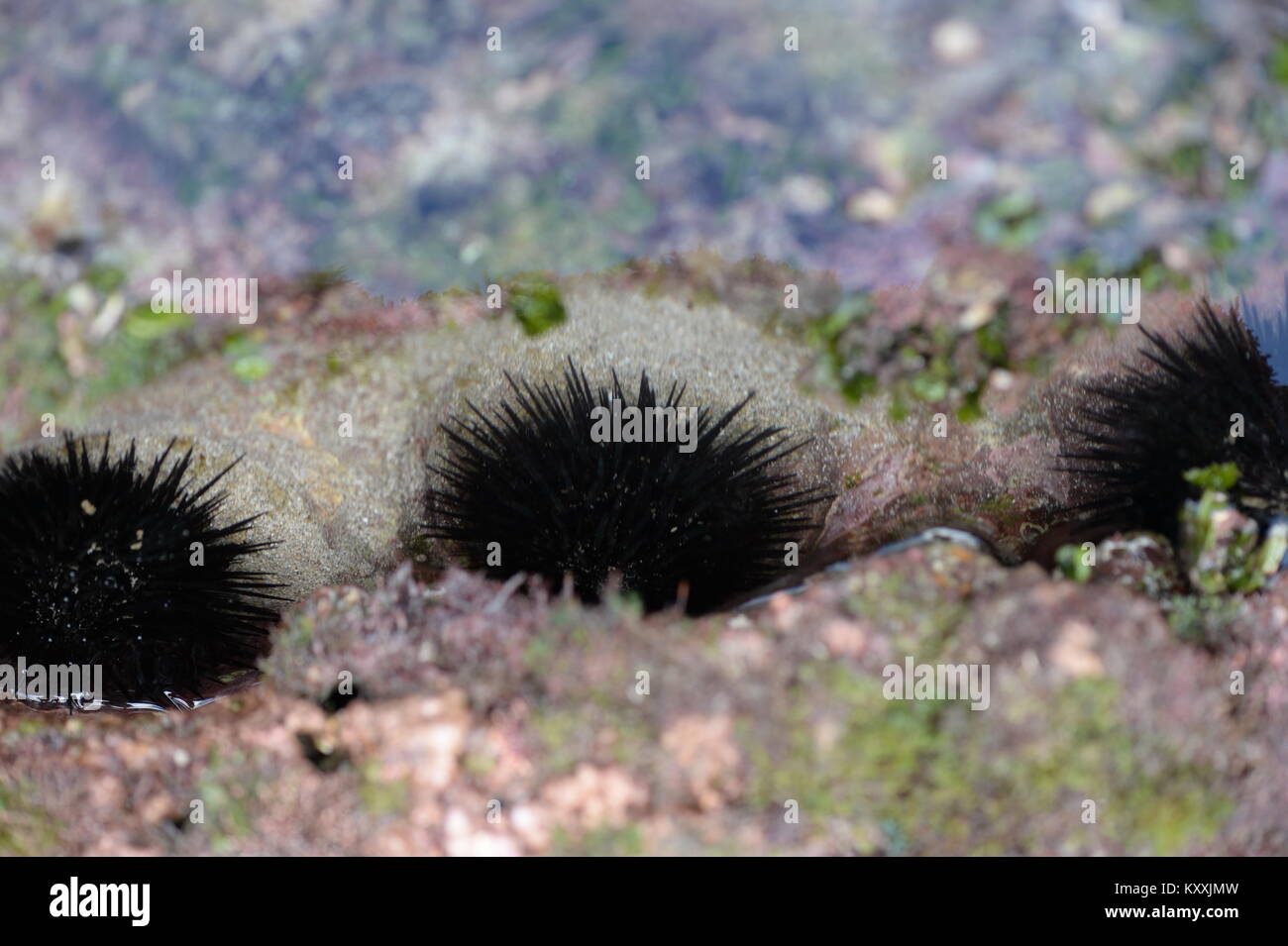 Schwarze stachelige seeigel -Fotos und -Bildmaterial in hoher Auflösung ...