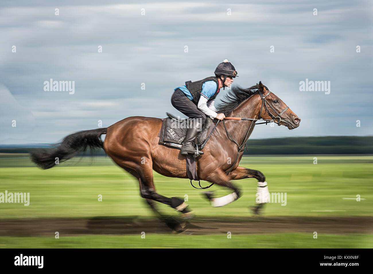 Rennpferd im galopp -Fotos und -Bildmaterial in hoher Auflösung – Alamy