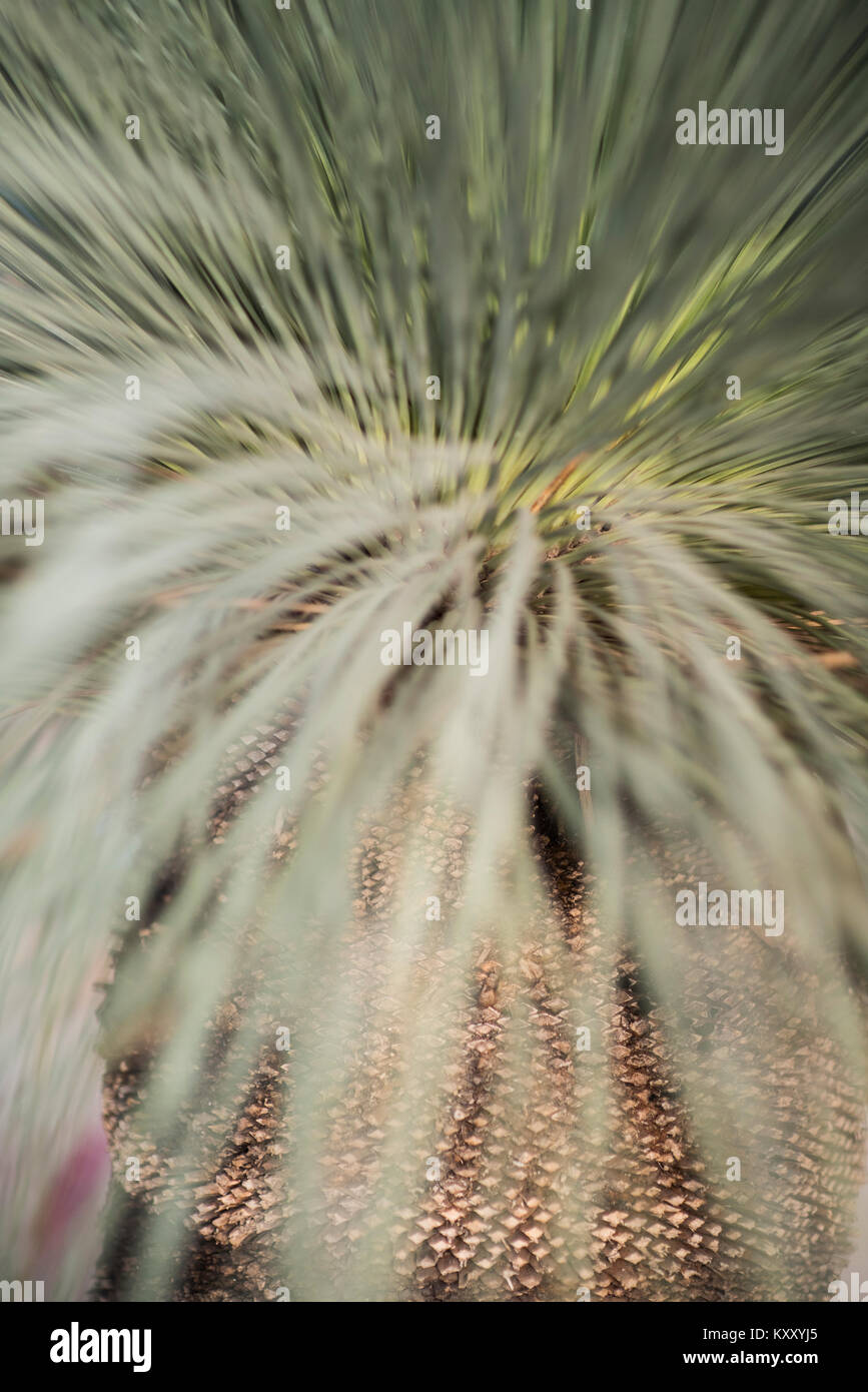 Grass tree -Fotos und -Bildmaterial in hoher Auflösung – Alamy