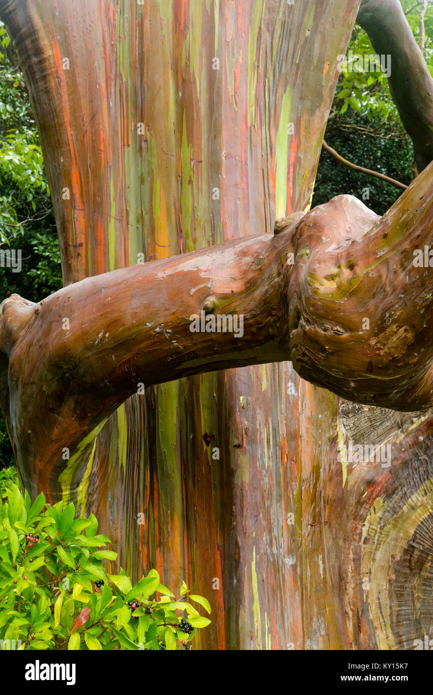 Regenbogen eukalyptus eukalyptus deglupta -Fotos und -Bildmaterial in hoher Auflösung – Alamy