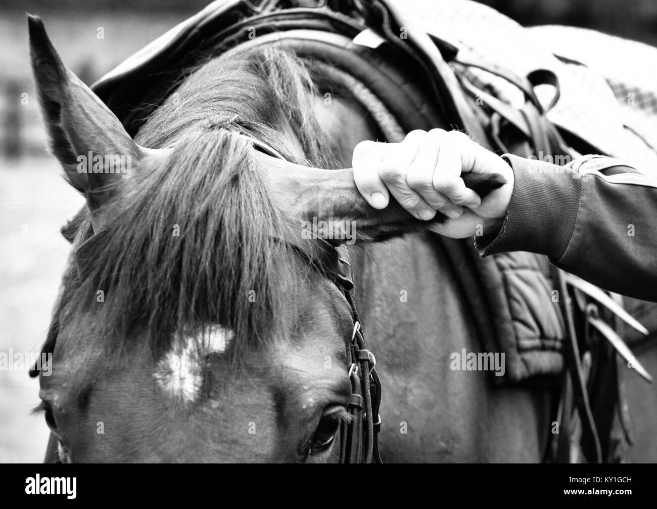 Panje horse Schwarzweiß-Stockfotos und -bilder - Alamy