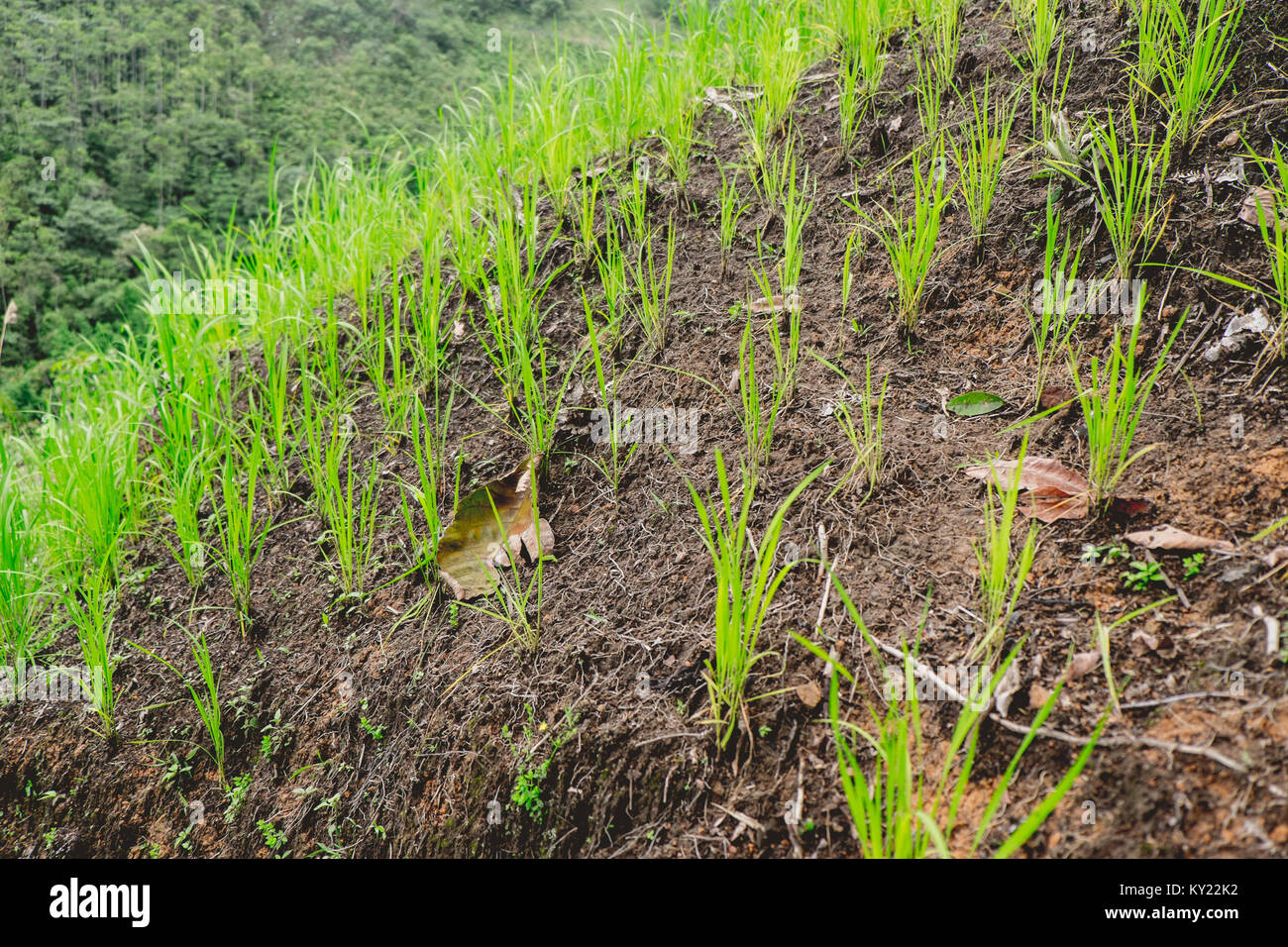 Shifting cultivation -Fotos und -Bildmaterial in hoher Auflösung – Alamy