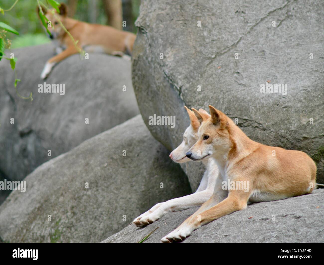 Drei dingos in einem felsvorsprung -Fotos und -Bildmaterial in hoher ...