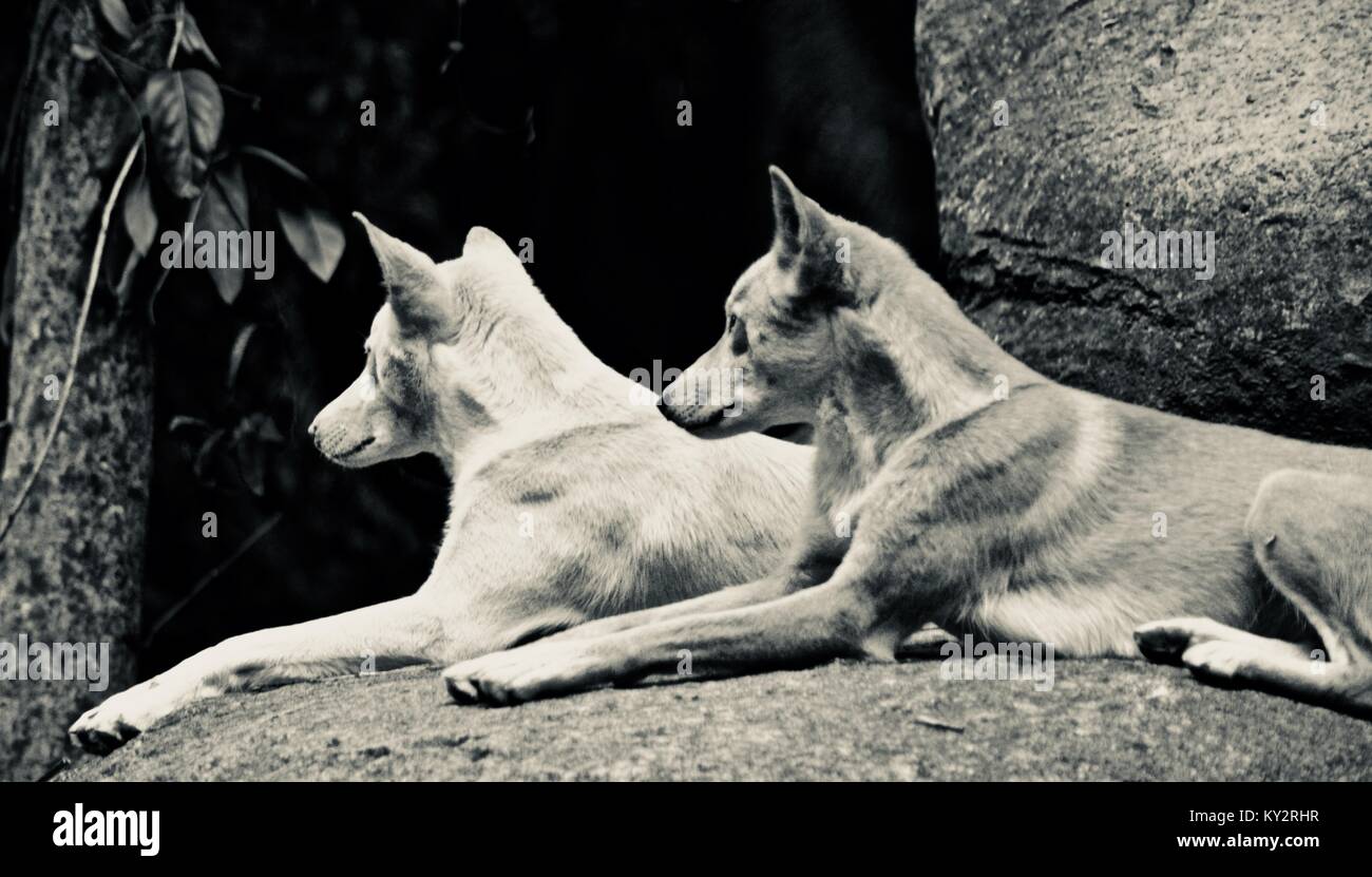 Dingos, Canis lupus Dingo, entspannend auf großen Granitfelsen ...