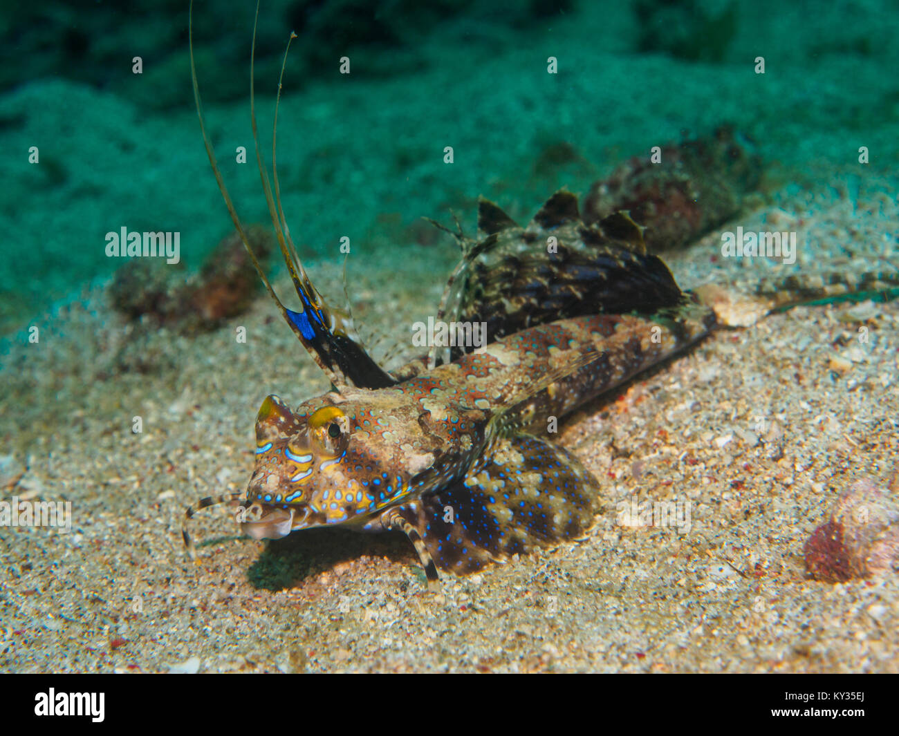 Dragons fish -Fotos und -Bildmaterial in hoher Auflösung – Alamy