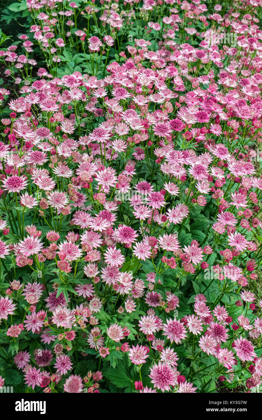 Astrantia major roma -Fotos und -Bildmaterial in hoher Auflösung – Alamy