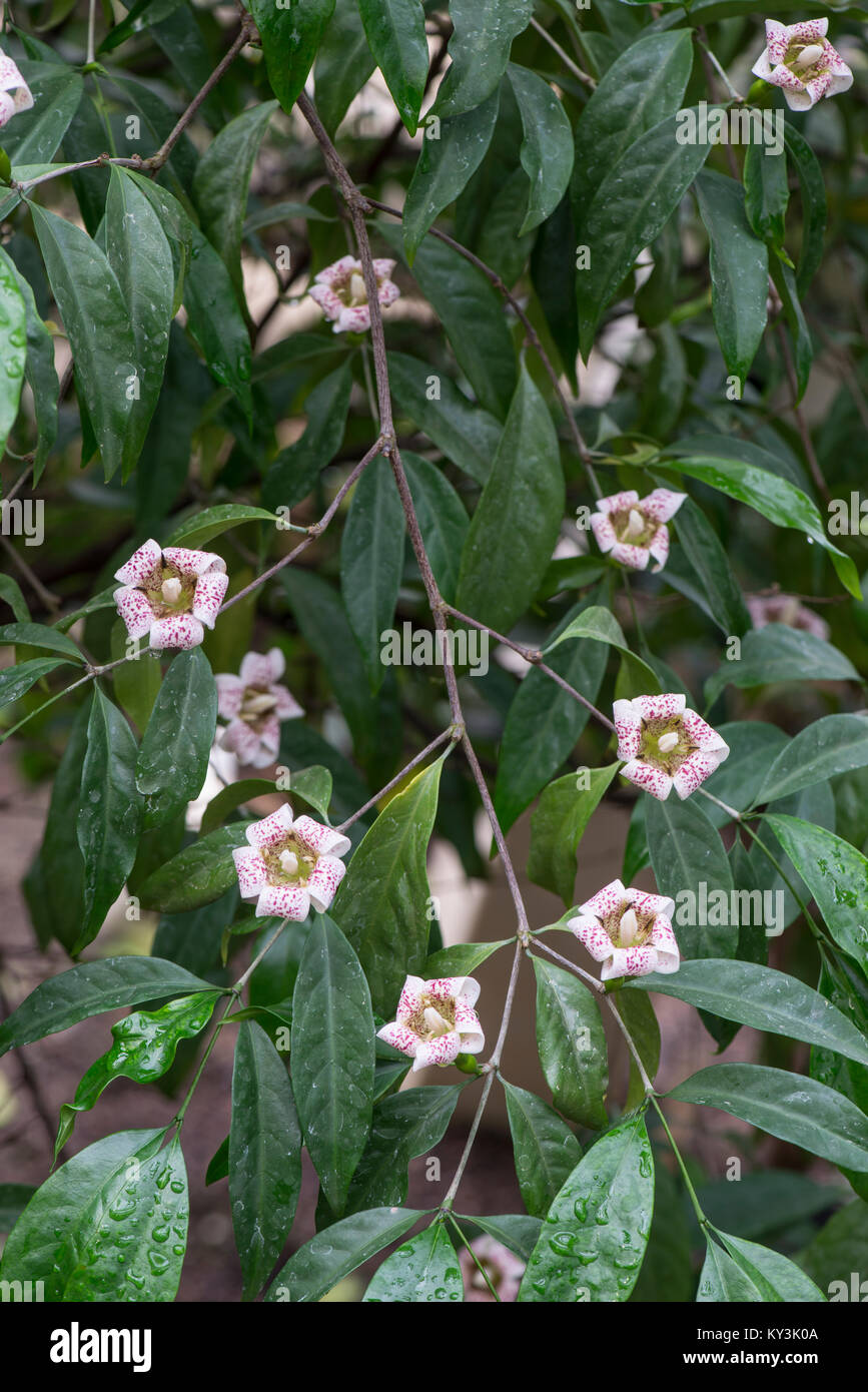 Gardenia rothmannia -Fotos und -Bildmaterial in hoher Auflösung – Alamy