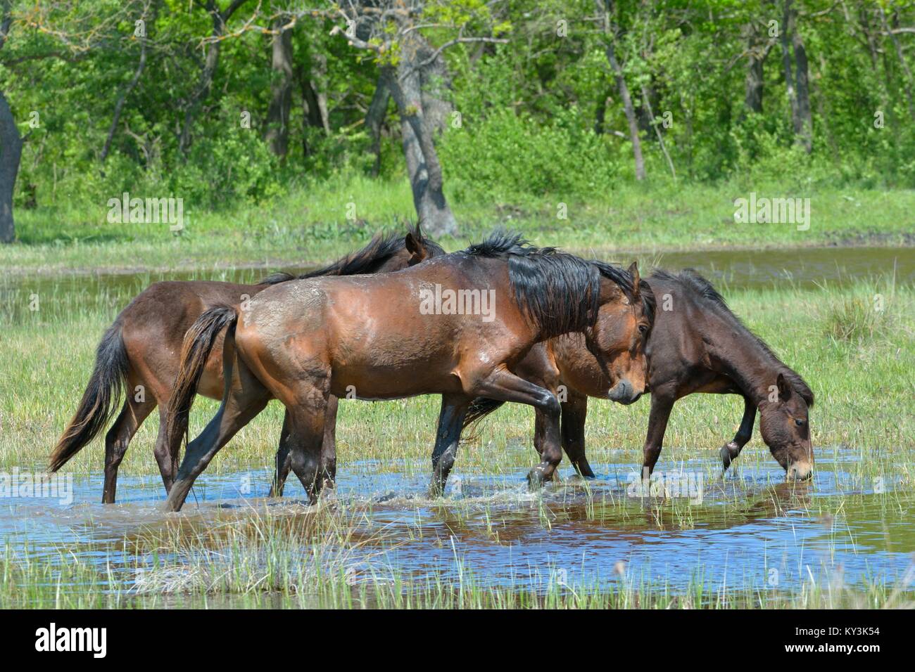 Schlamm badet -Fotos und -Bildmaterial in hoher Auflösung – Alamy