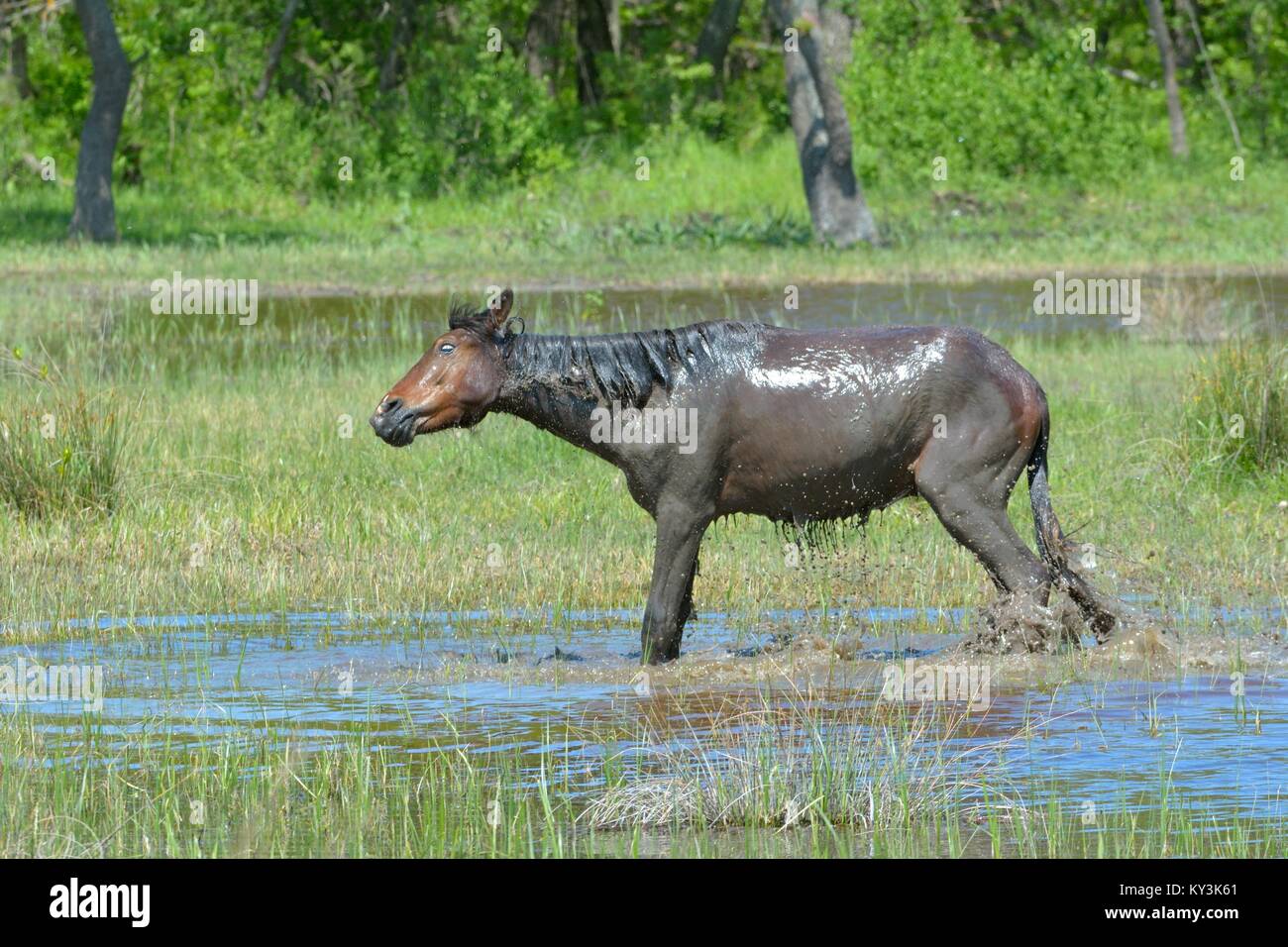 Schlamm badet -Fotos und -Bildmaterial in hoher Auflösung – Alamy
