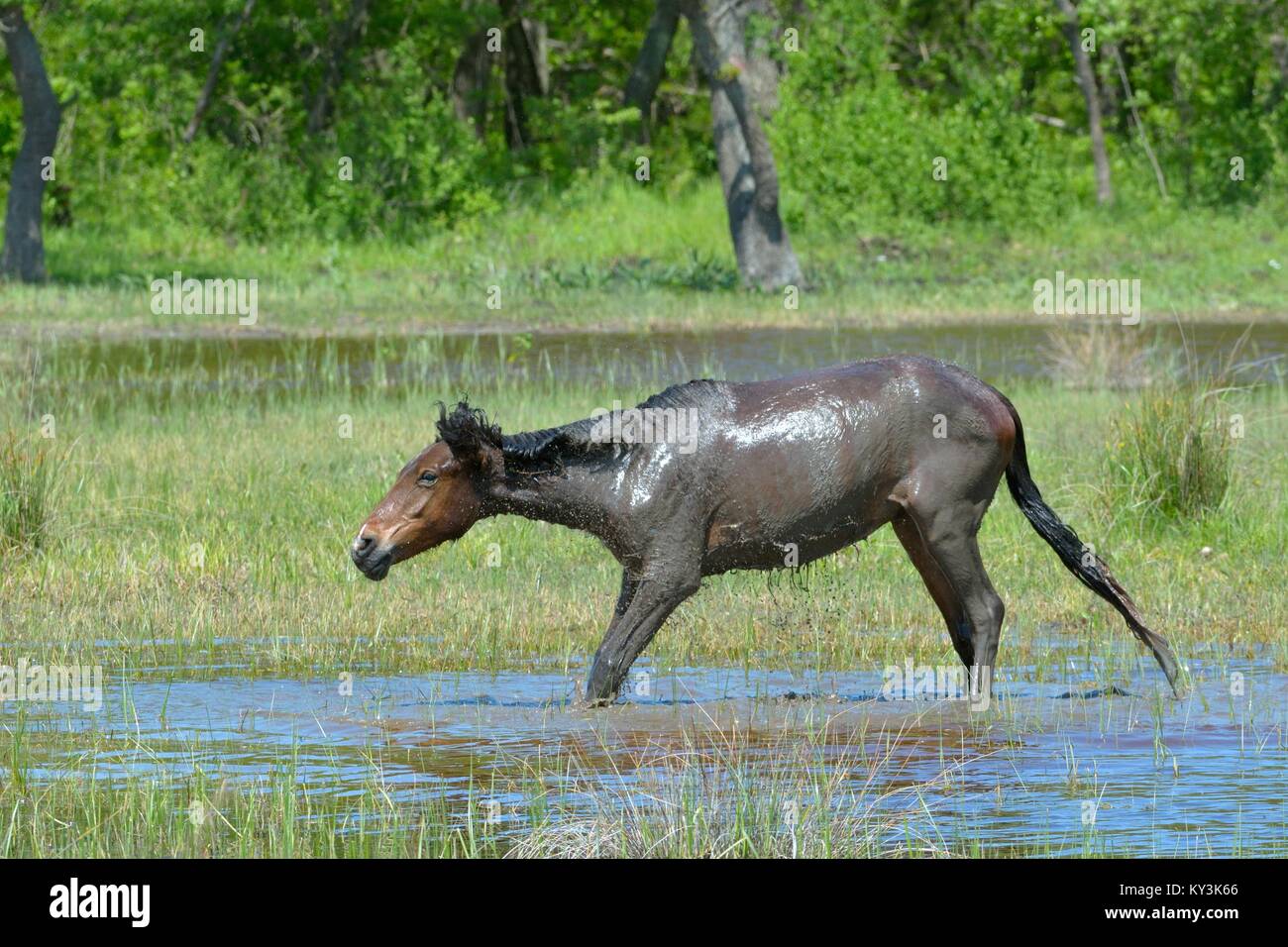 Pferd Im Schlamm Stockfotos und -bilder Kaufen - Alamy