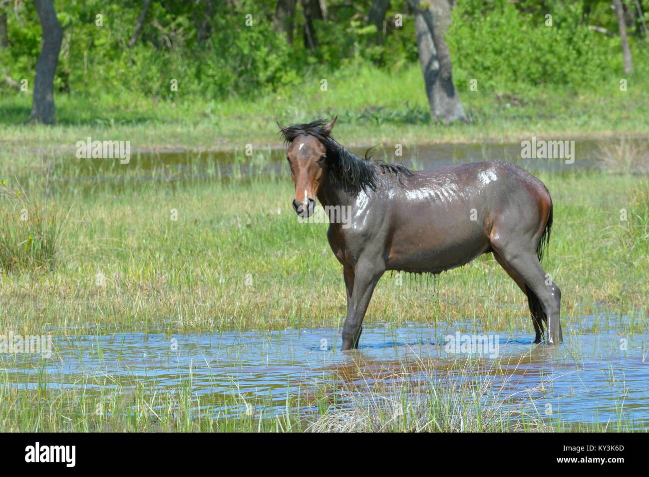 Wild Horse Baden in Schlamm Stockfotografie - Alamy