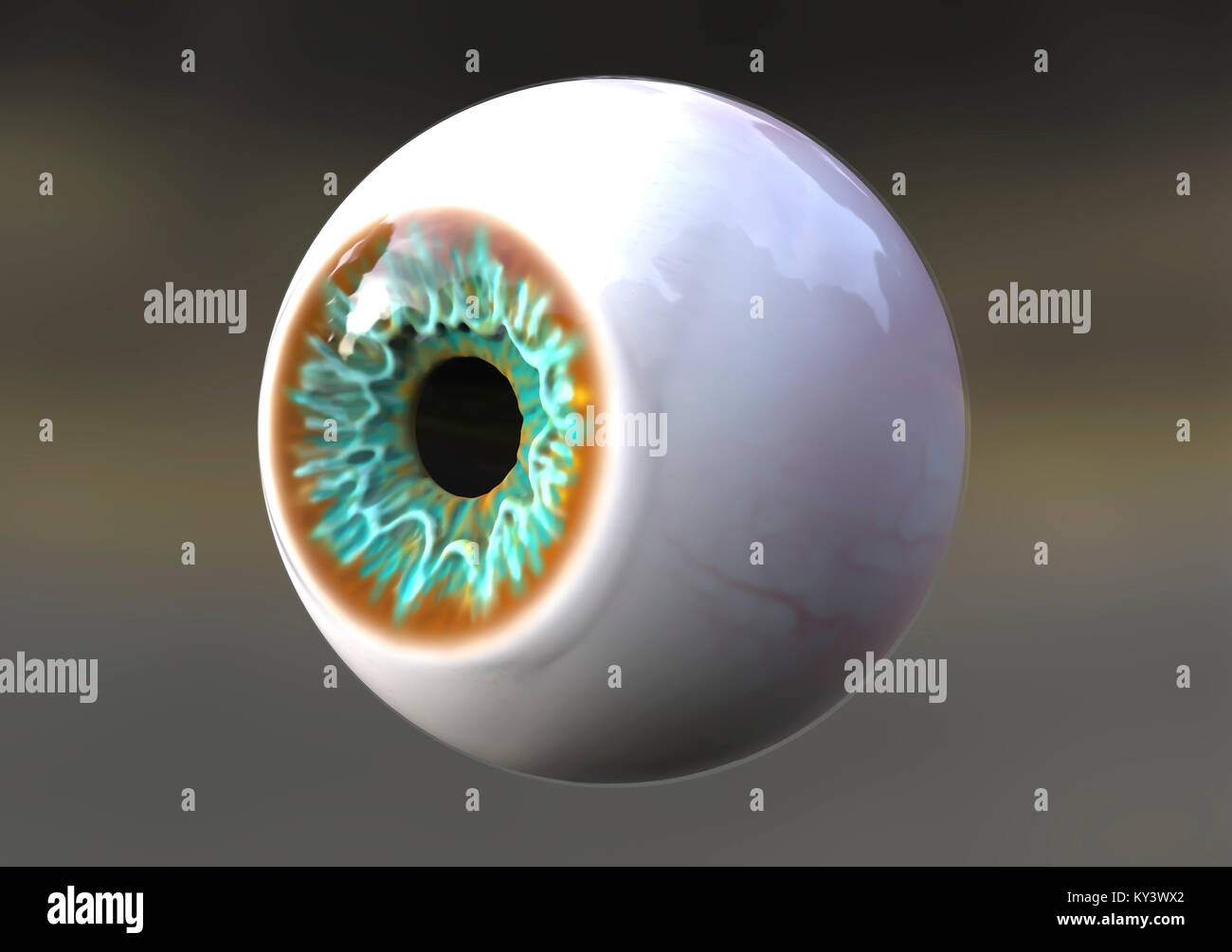 Computer Abbildung eines menschlichen Augapfel Stockfotografie - Alamy