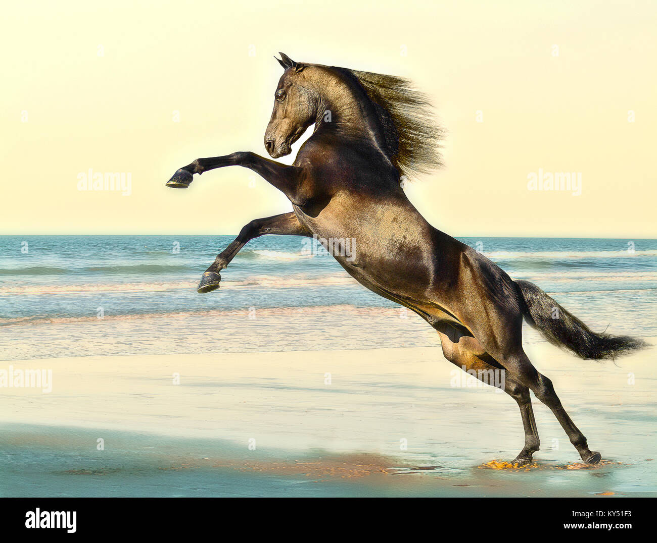 Horse Show Stockfotos und -bilder Kaufen - Alamy