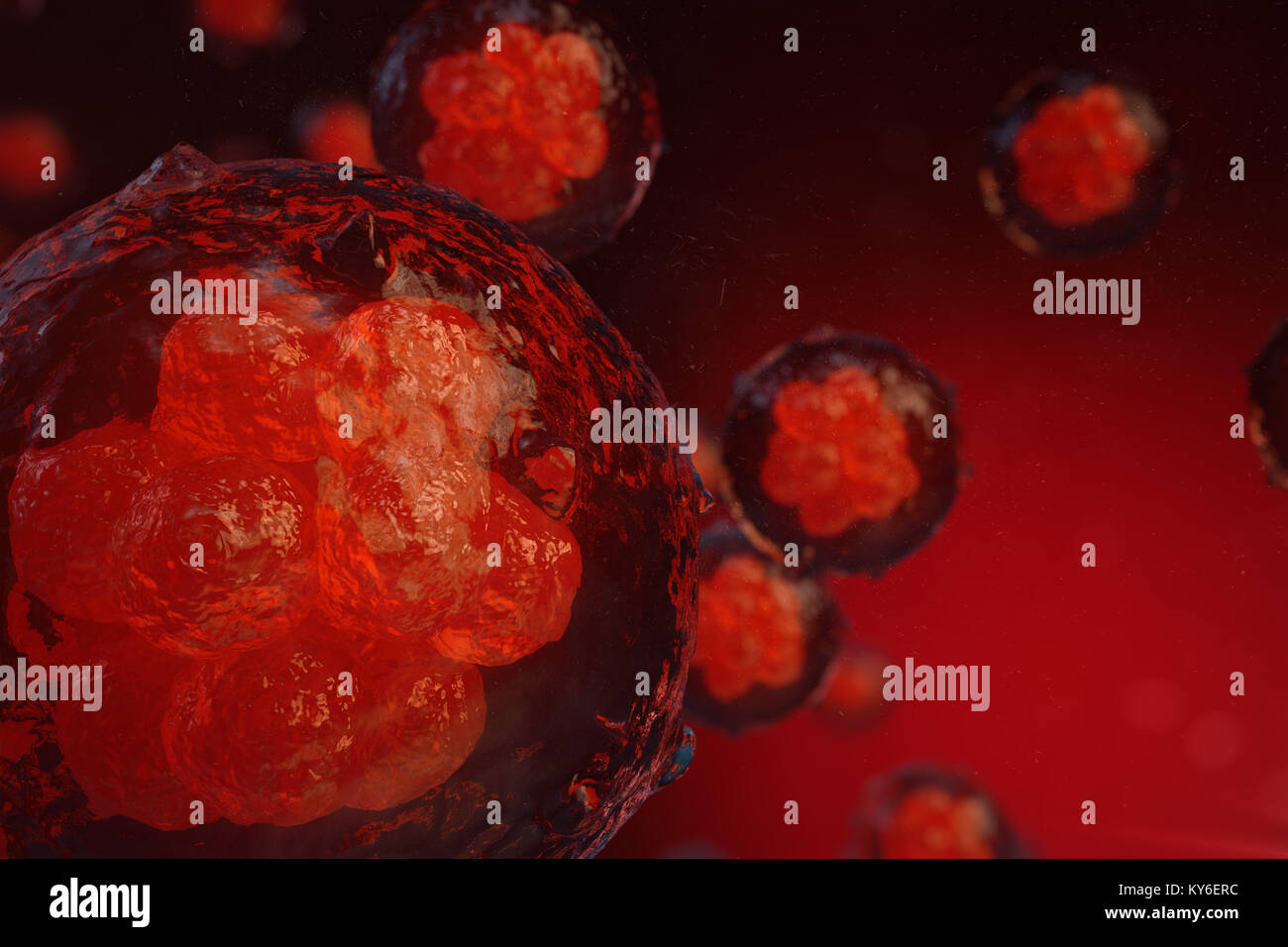 Vier zellen embryo -Fotos und -Bildmaterial in hoher Auflösung – Alamy