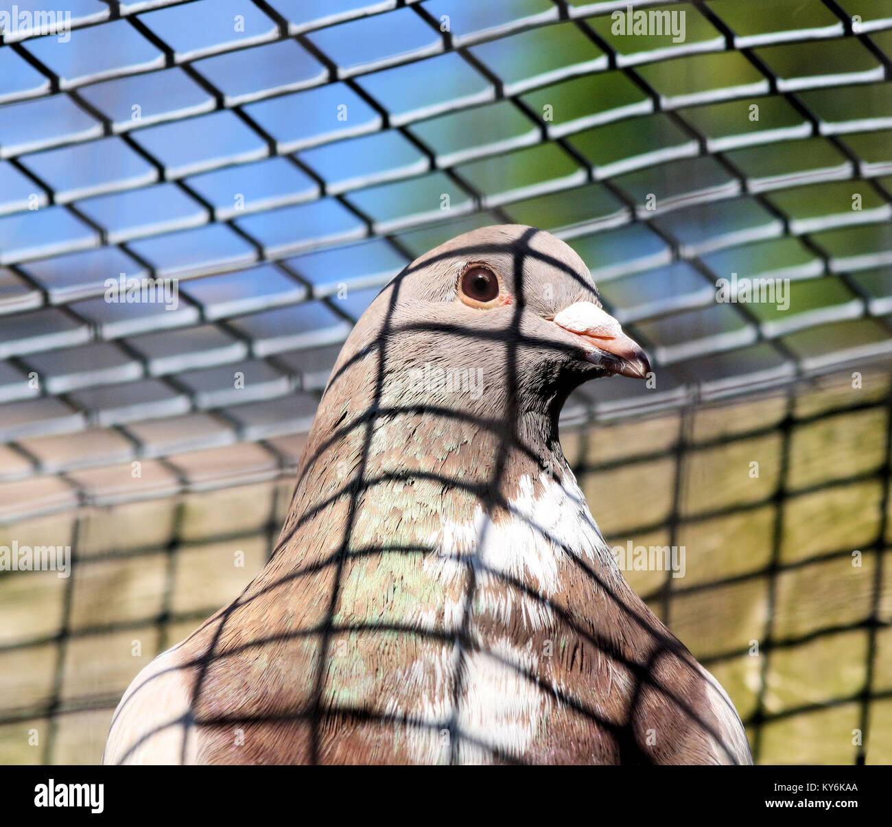 Pidgeon coop -Fotos und -Bildmaterial in hoher Auflösung – Alamy