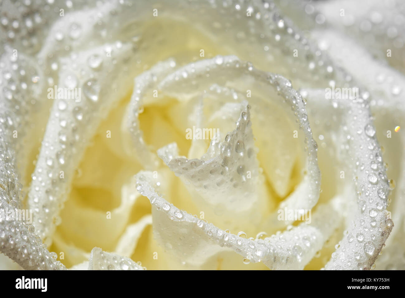 Einzelne rose auf einem weichen hintergrund -Fotos und -Bildmaterial in ...