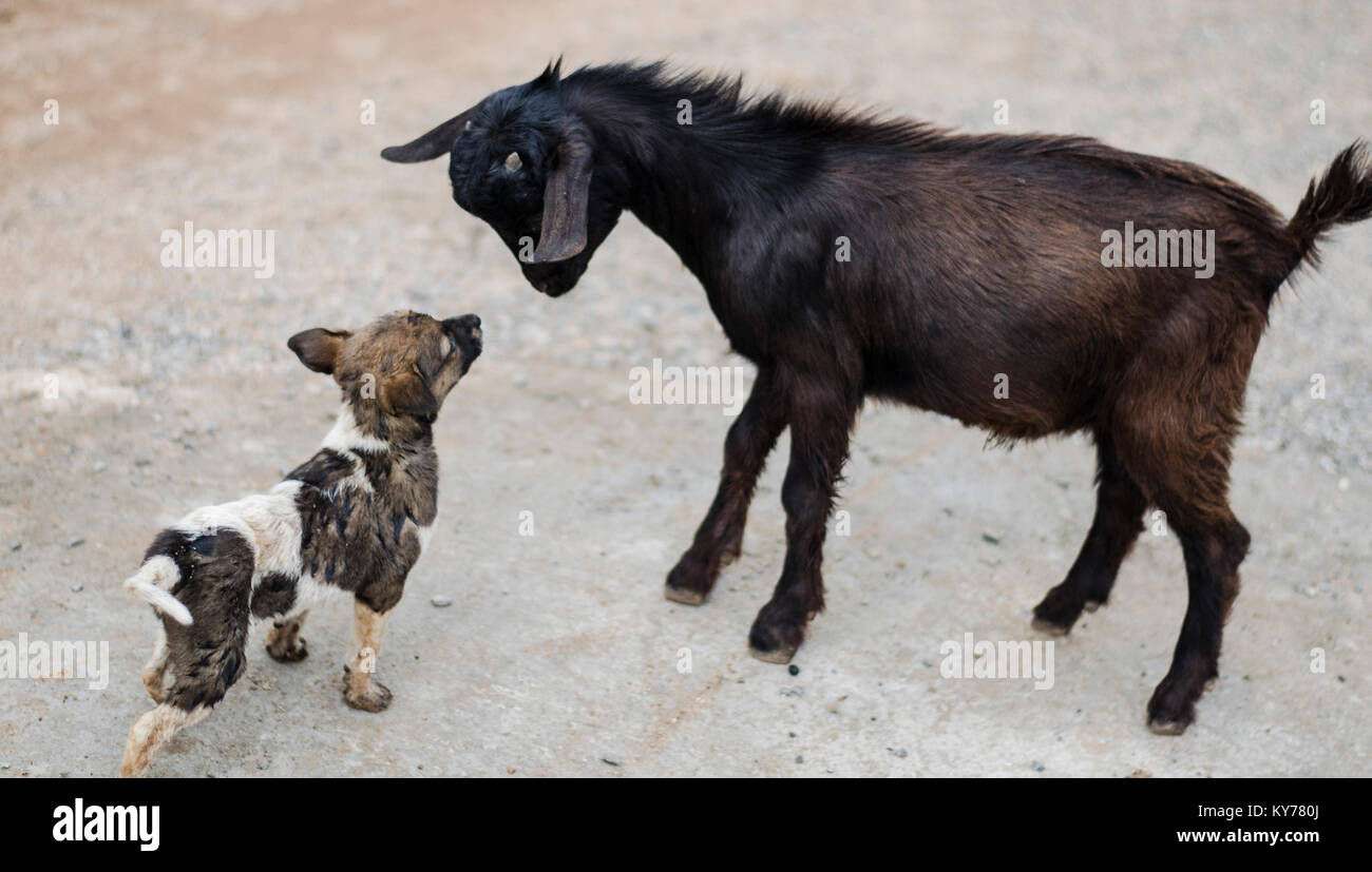 Baby ziege -Fotos und -Bildmaterial in hoher Auflösung – Alamy