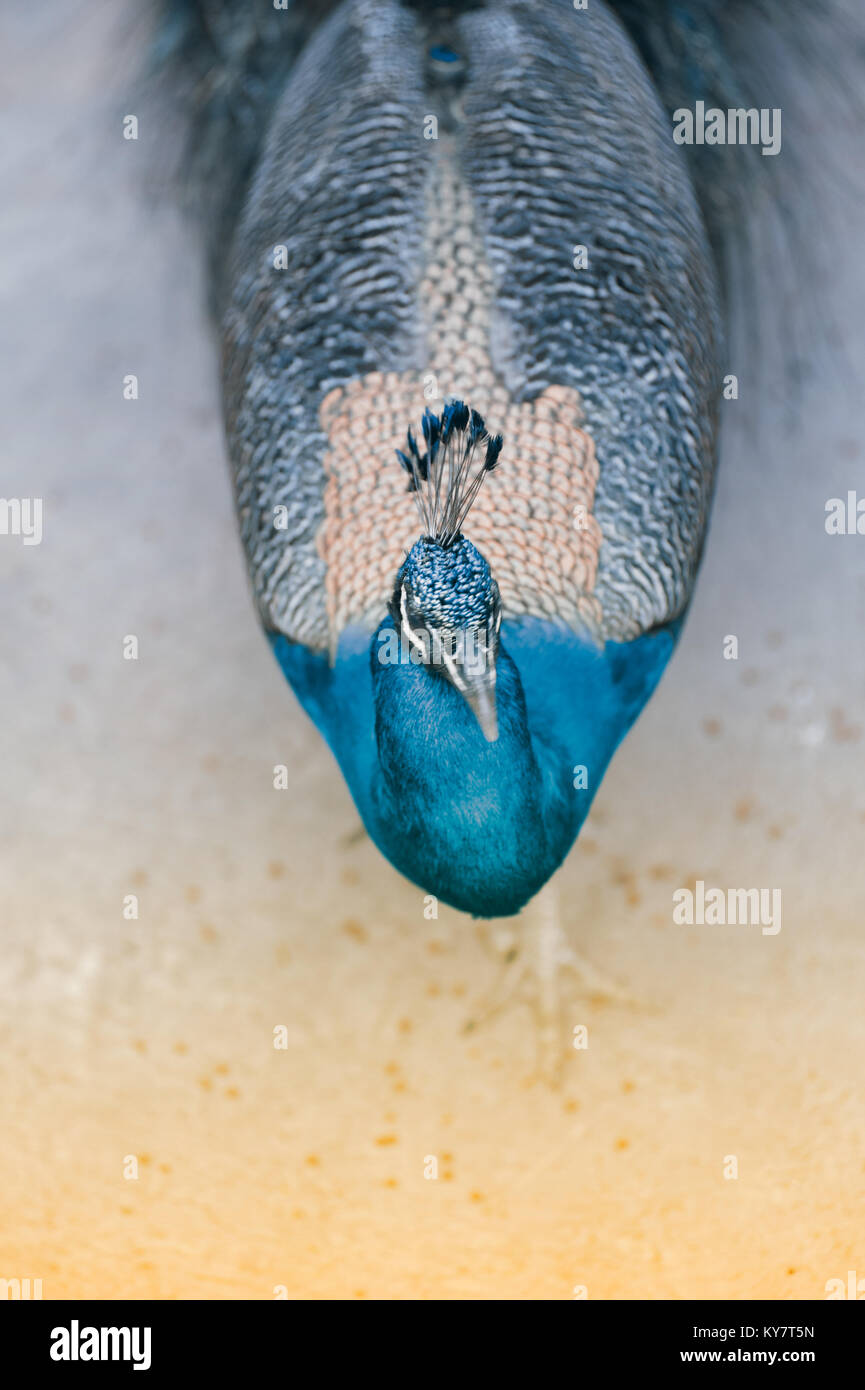 Leiter der schönen Indischen Pfauen - Larus argentatus - männliche ...