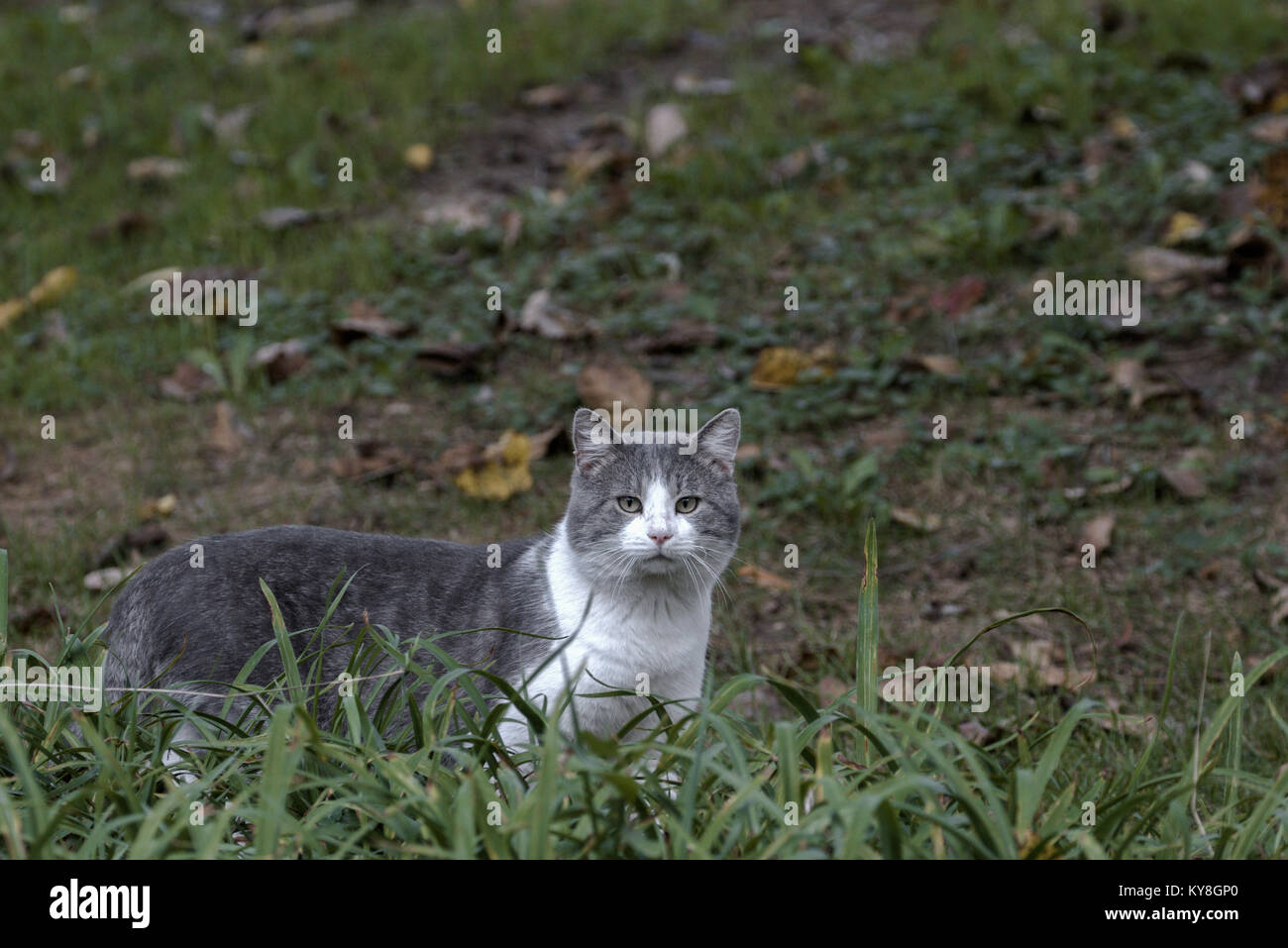 Weiß und Grau wilde Katze in einem Feld Stockfotografie - Alamy