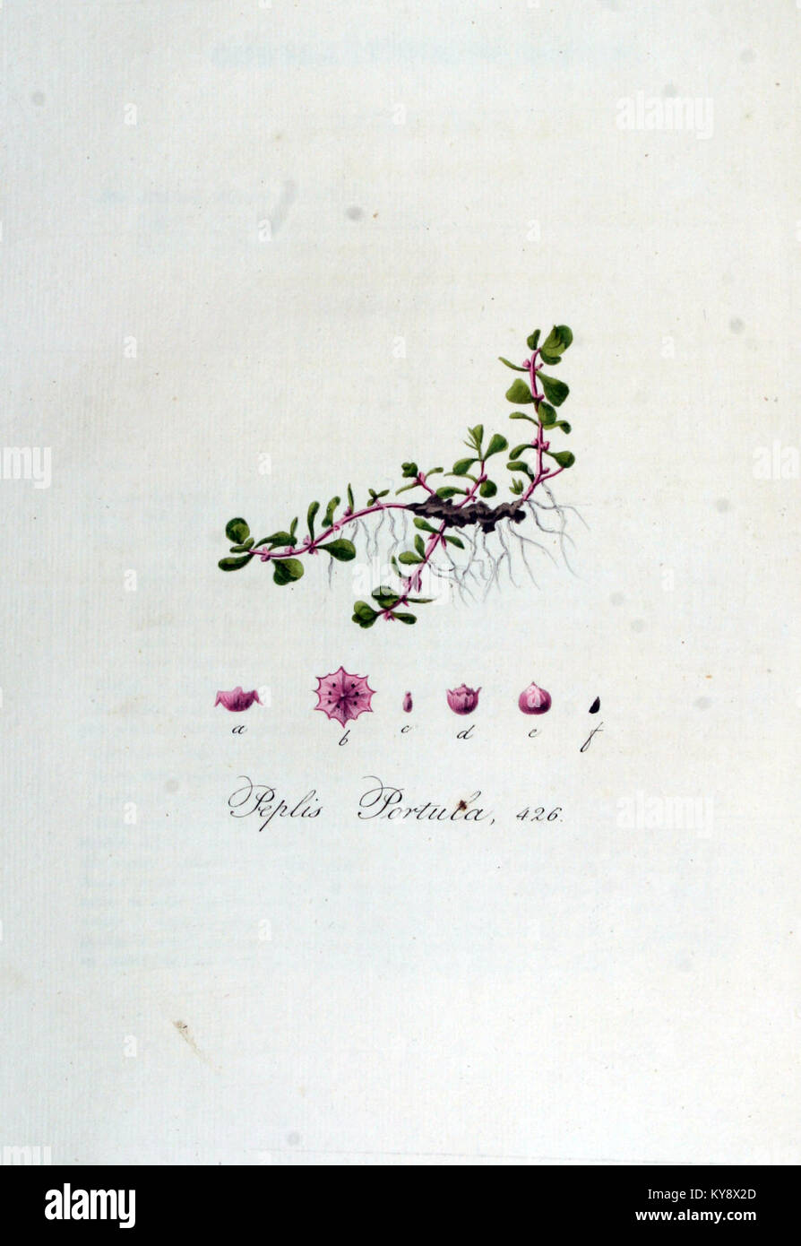 Peplis portula -Fotos und -Bildmaterial in hoher Auflösung – Alamy