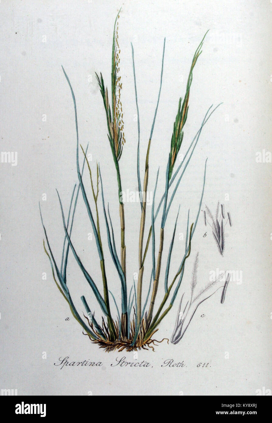 Spartina stricta -Fotos und -Bildmaterial in hoher Auflösung – Alamy