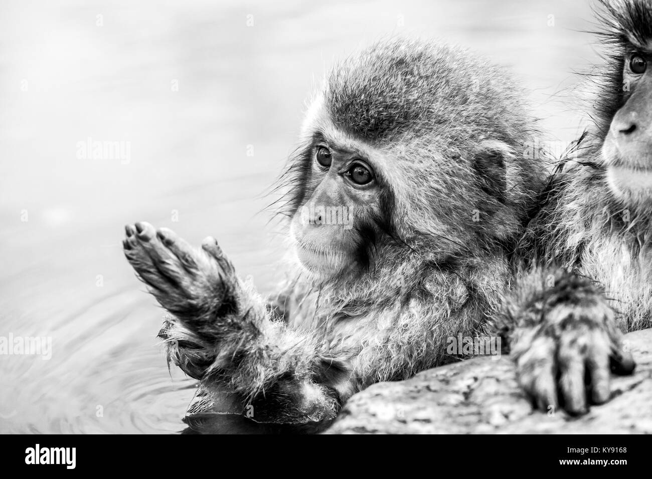 Affen in onsen Schwarzweiß-Stockfotos und -bilder - Alamy