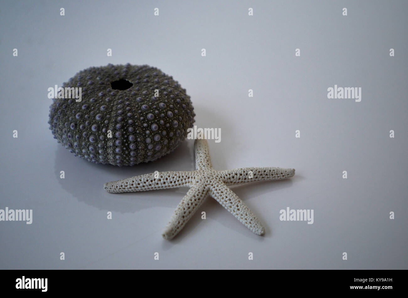 Seeigel isoliert -Fotos und -Bildmaterial in hoher Auflösung – Alamy