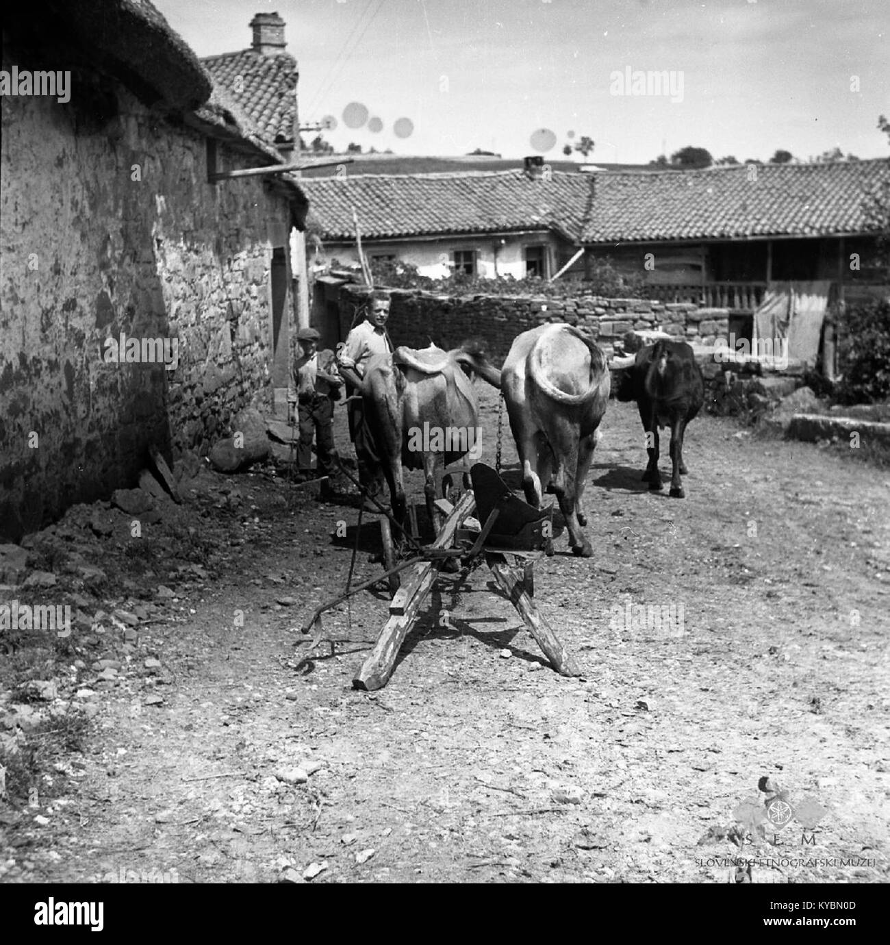 Na podori peljejo Misliče drvo domov, 1955 Stockfotografie - Alamy