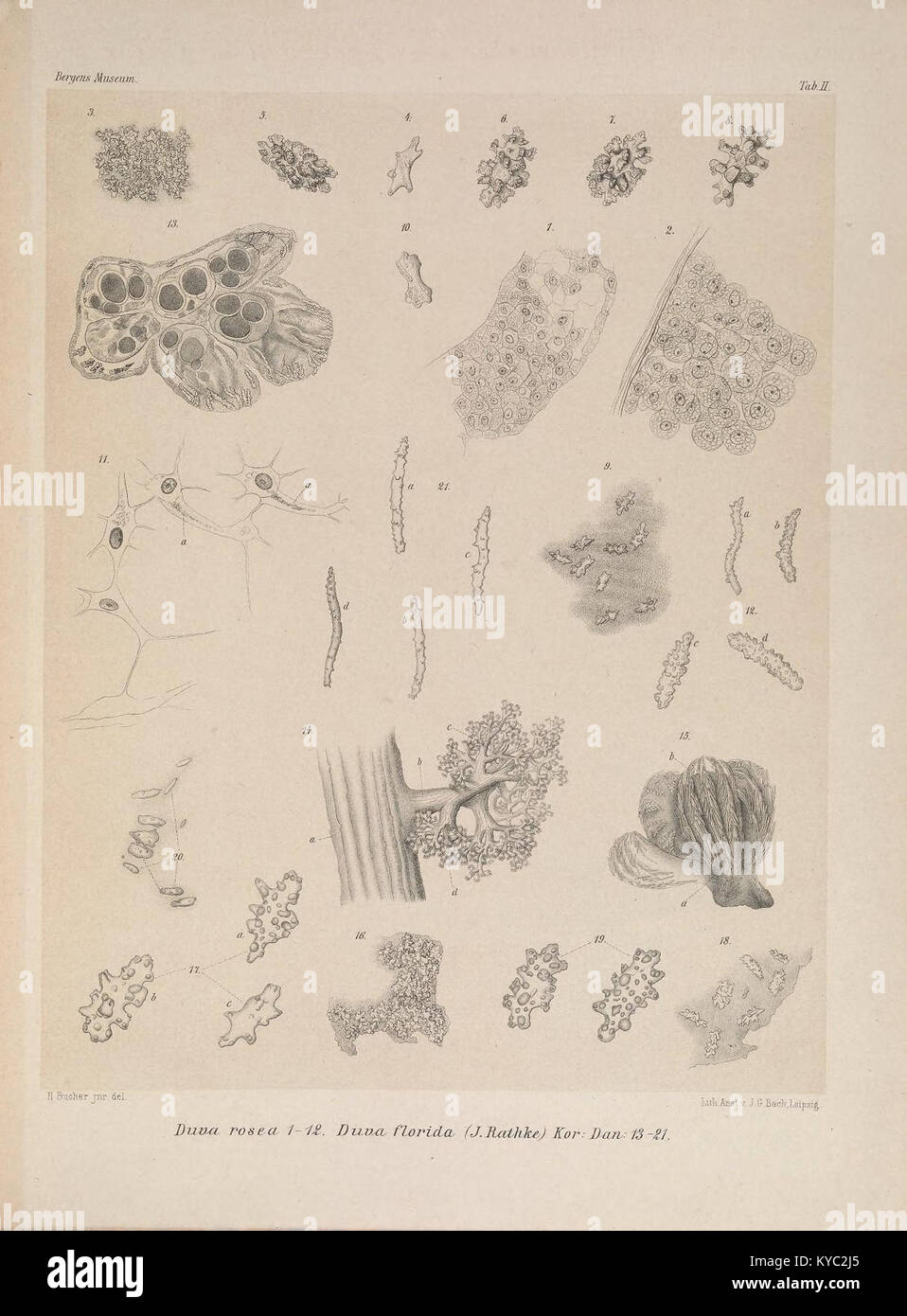 Tilhorende norges fauna -Fotos und -Bildmaterial in hoher Auflösung – Alamy