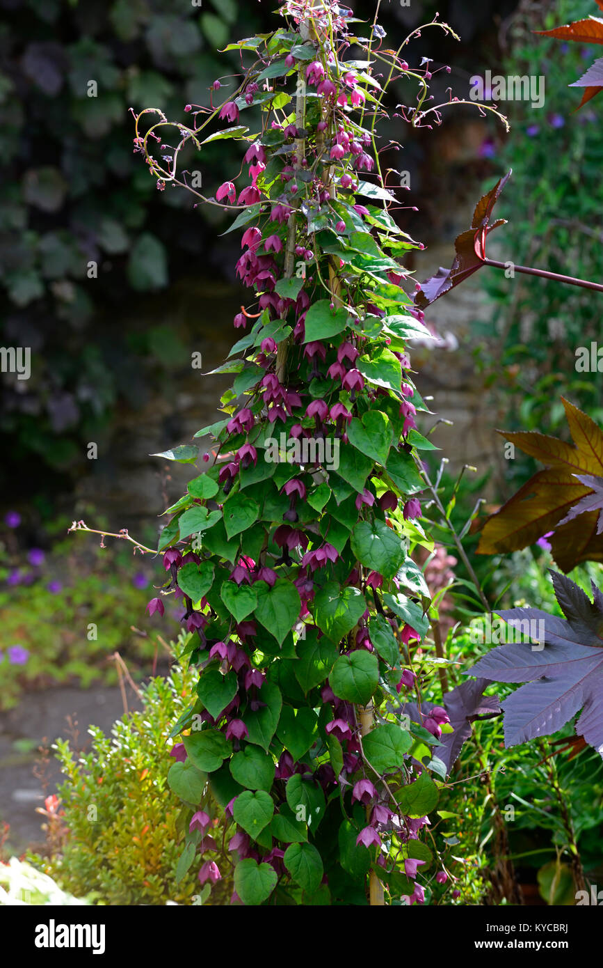 Ranken kletterer -Fotos und -Bildmaterial in hoher Auflösung – Alamy