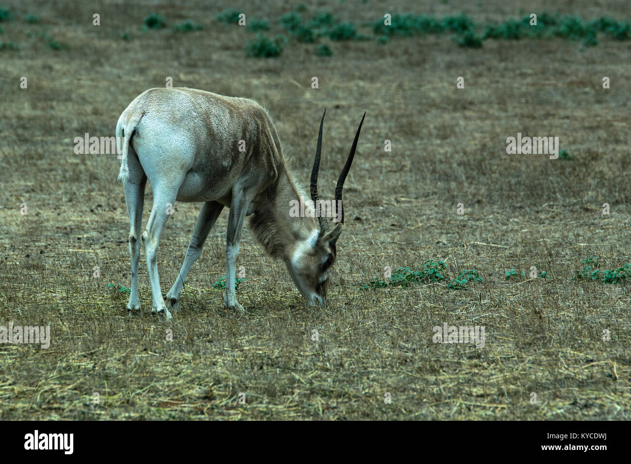 Schöne antilopen -Fotos und -Bildmaterial in hoher Auflösung - Seite 3 ...