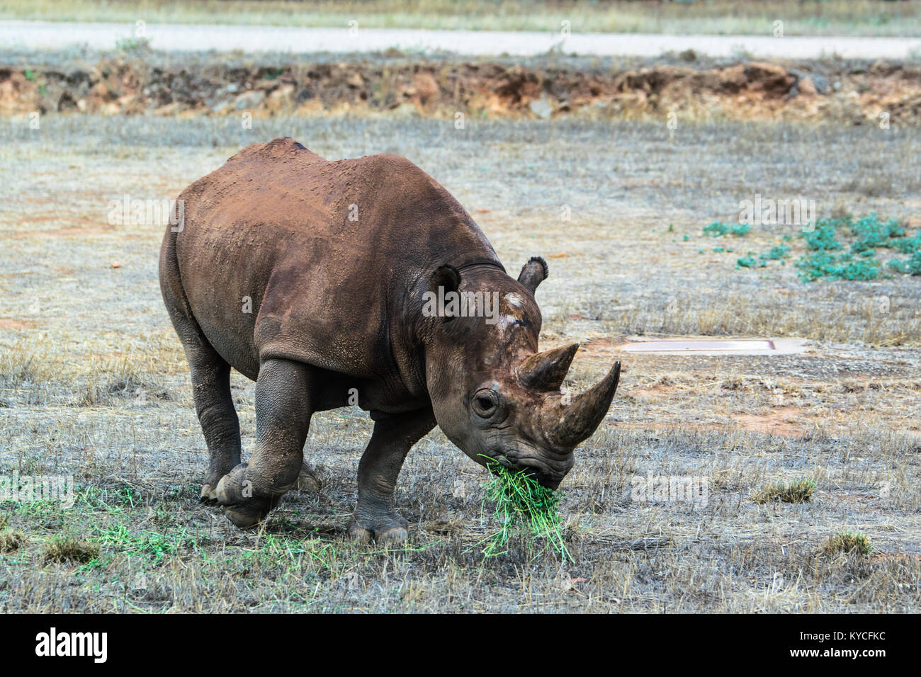 Nashorn nase -Fotos und -Bildmaterial in hoher Auflösung - Seite 2 - Alamy
