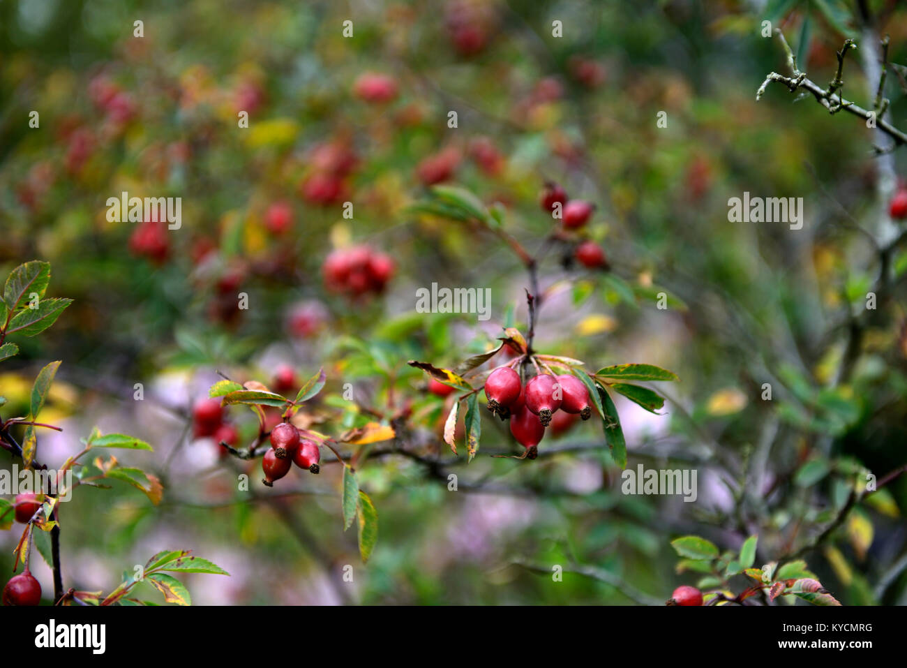 Rose hep -Fotos und -Bildmaterial in hoher Auflösung – Alamy