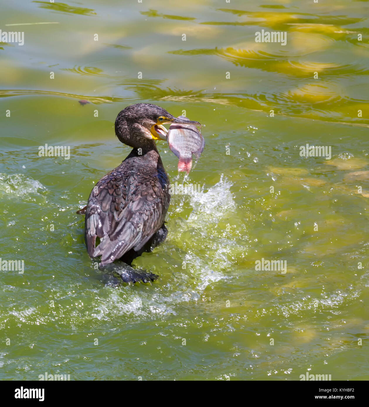 Kormoran (Phalacrocorax carbo sinensis) Fang ein grosser Fisch ...