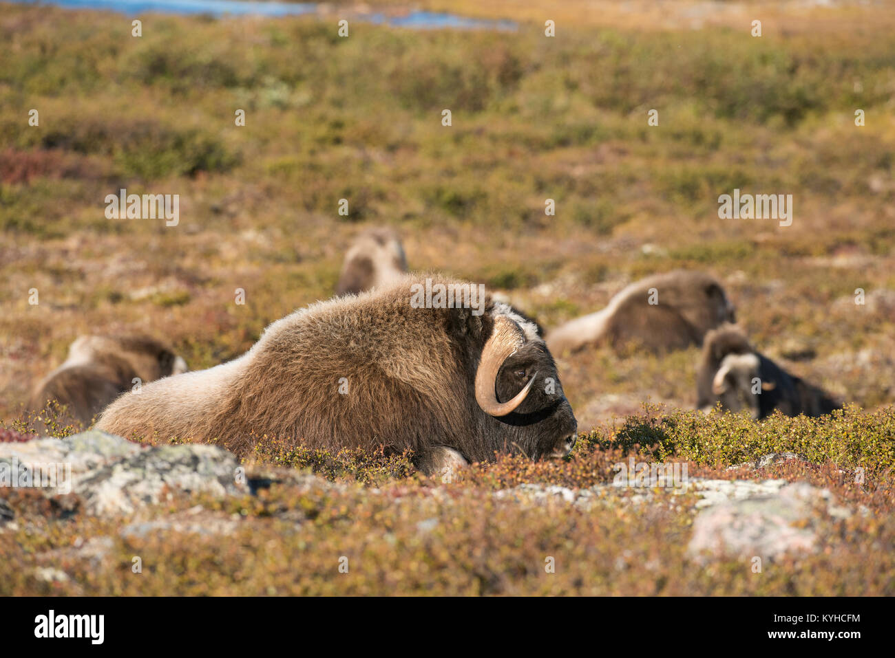 Muskox ruht auf dem Tundra (Ovibos moschatus). Nunavik region, Northern ... Muskox ruht auf dem Tundra (Ovibos moschatus). Nunavik region, Northern ...