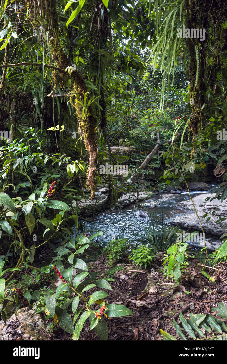Amazonas tropischer regenwald -Fotos und -Bildmaterial in hoher ...