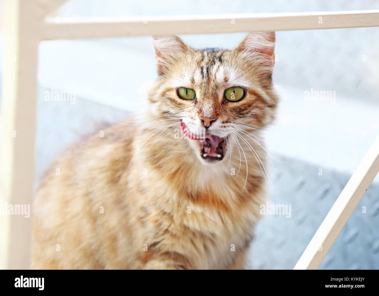 Blonde Katze Stockfotos und -bilder Kaufen - Alamy