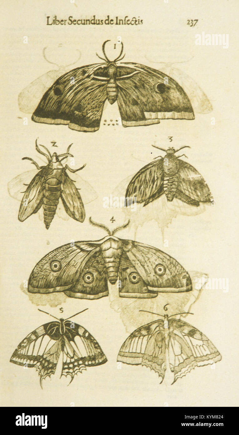 Eine Sammlung von Falter und Schmetterlingen, die eine Vielzahl von ...