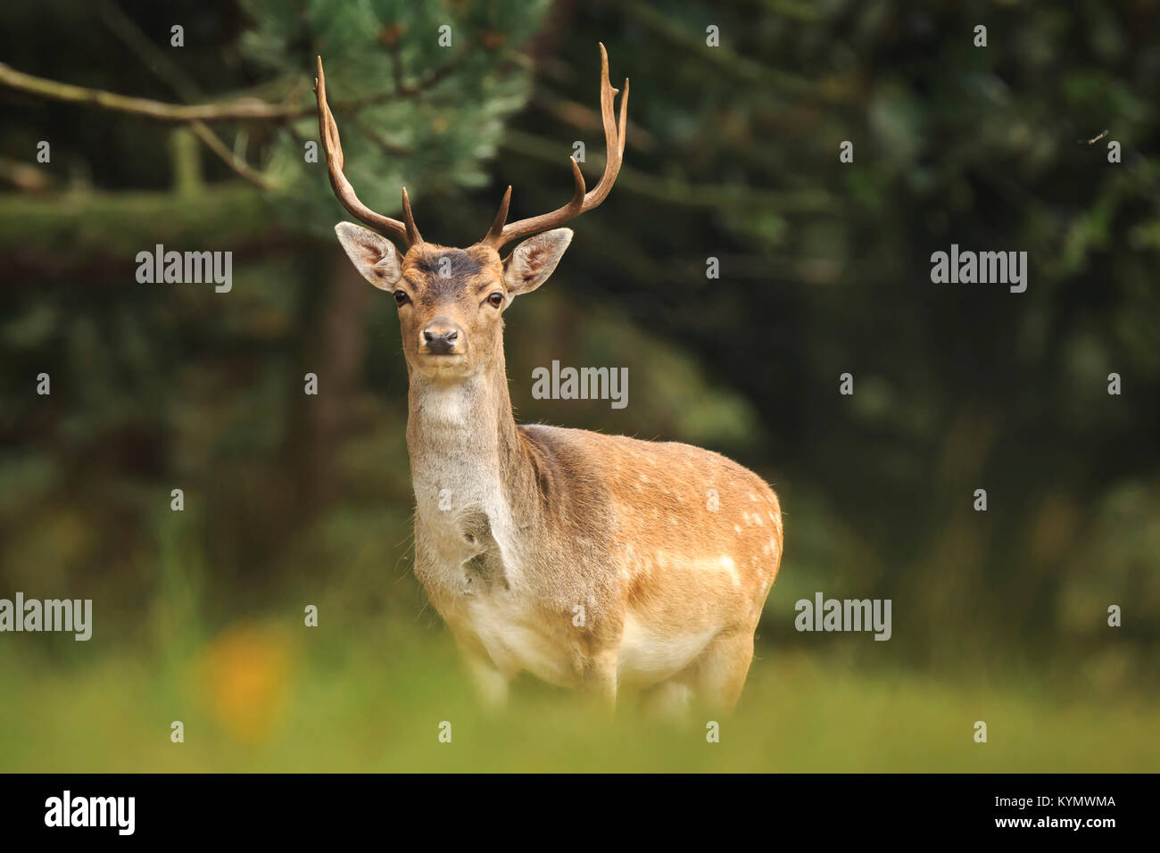 Junge Damwild Buck, Dama Dama, mit kleinen Geweih gehen durch einen ...