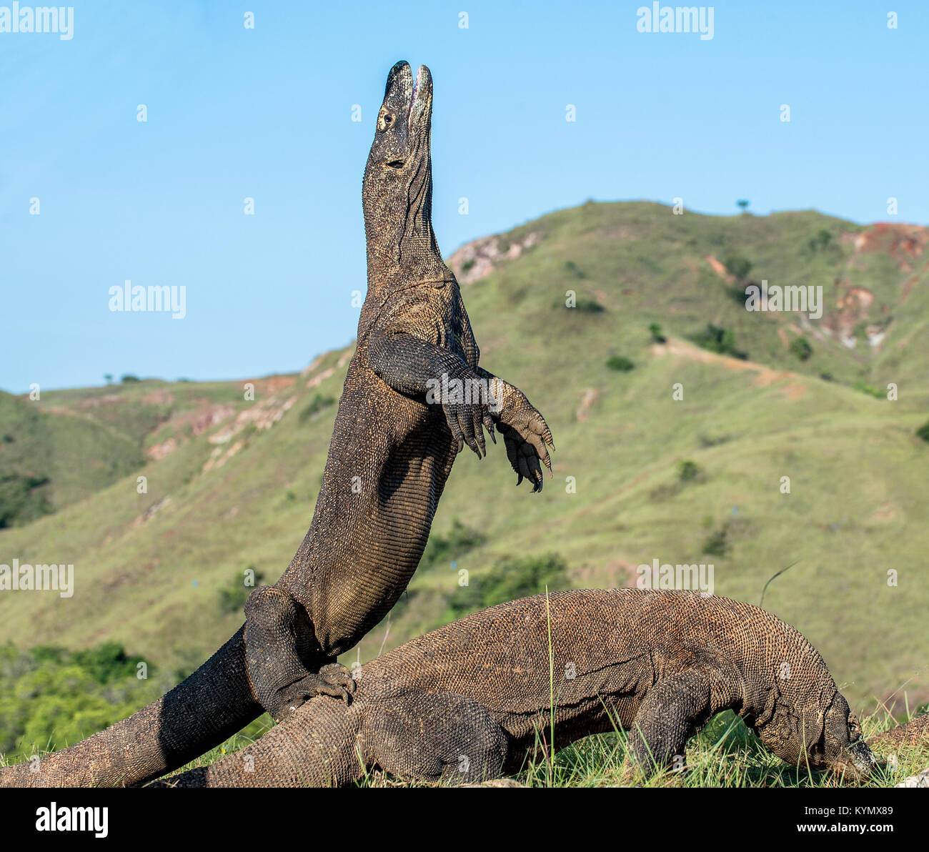 Die Komodo Waran (Varanus komodoensis) steht auf seinen Hinterbeinen und offenen Mund. Es ist ...