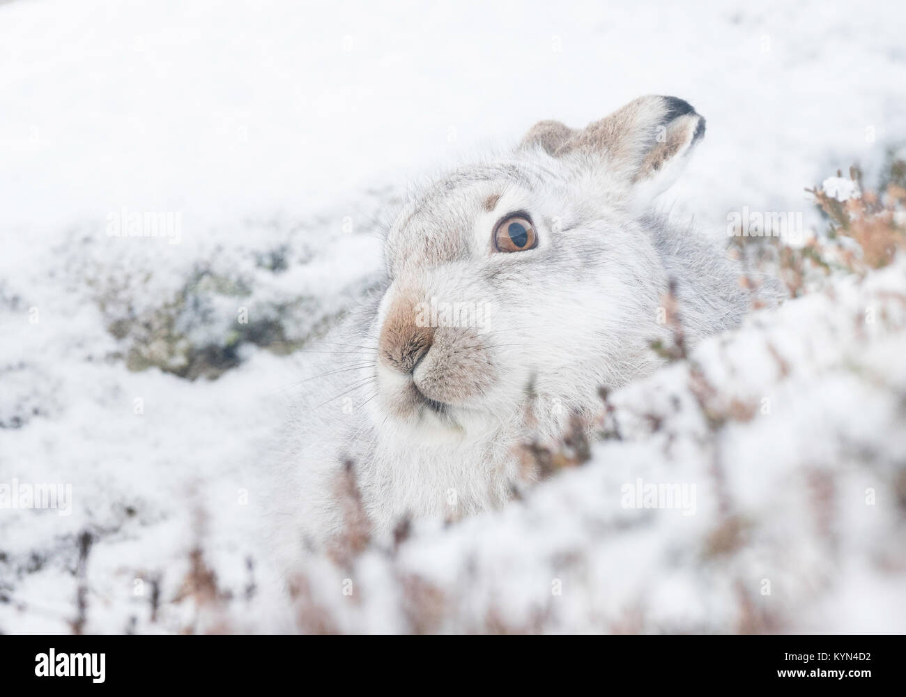 Mountain hare lepus timidus in snow -Fotos und -Bildmaterial in hoher ...