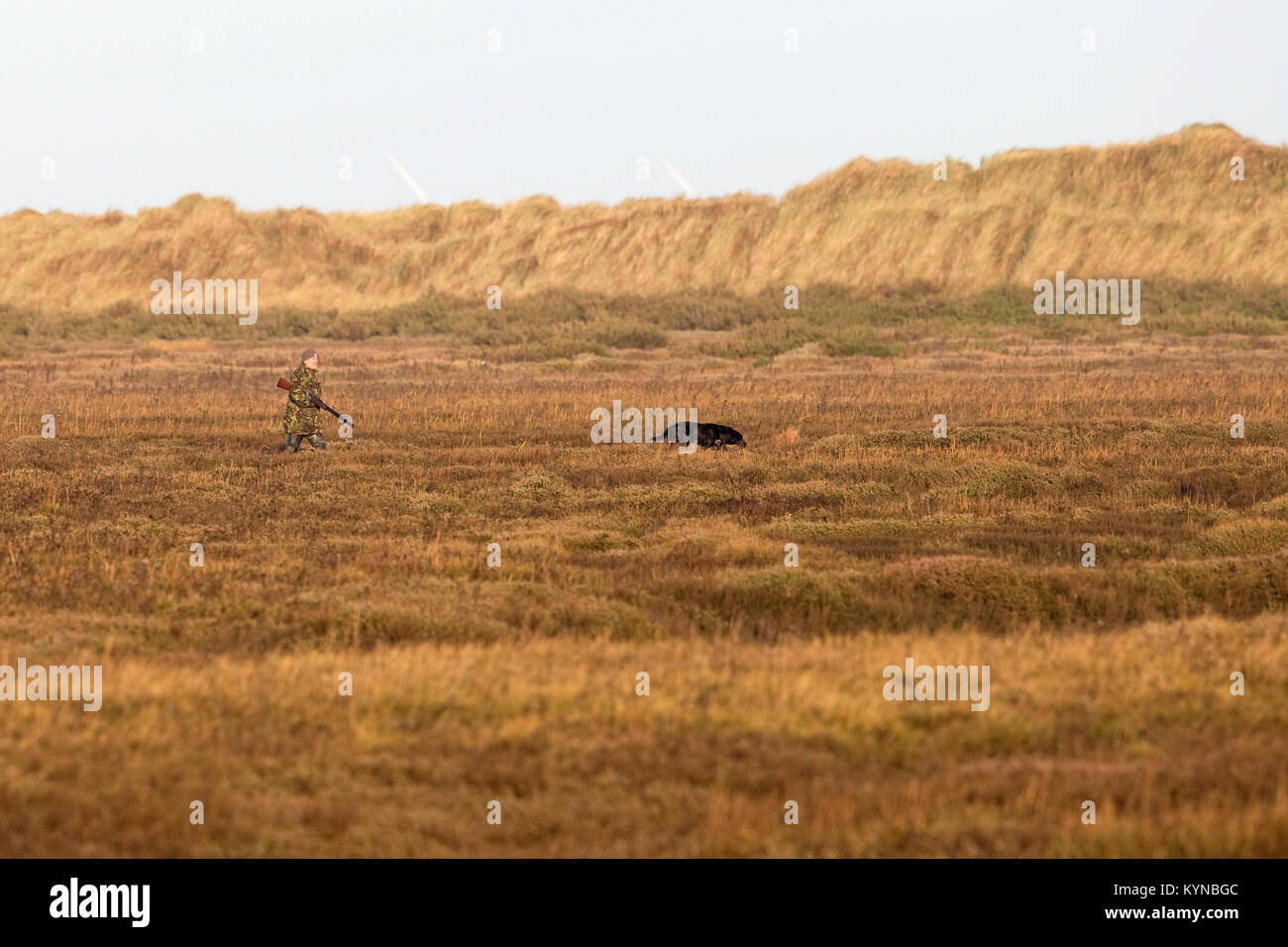 Wildfowling hund -Fotos und -Bildmaterial in hoher Auflösung – Alamy