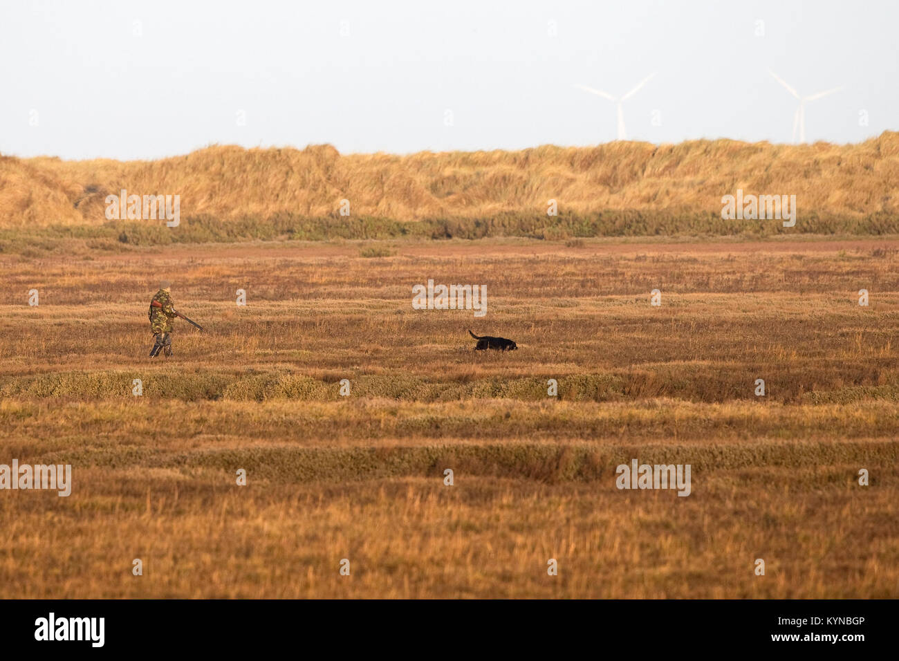 Wildfowling hund -Fotos und -Bildmaterial in hoher Auflösung – Alamy