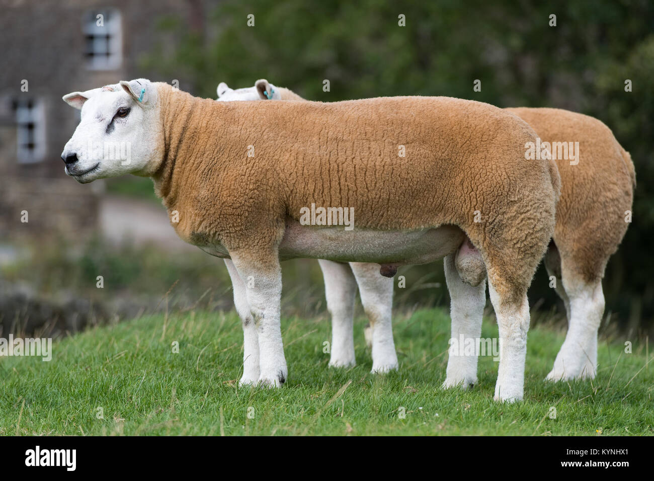 Texel sheep in fields -Fotos und -Bildmaterial in hoher Auflösung – Alamy