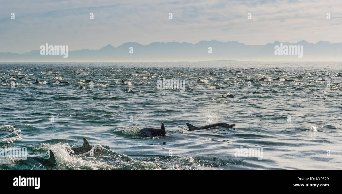Gruppe von Delphinen, Unterwasser Schwimmen im Meer und auf der Jagd ...