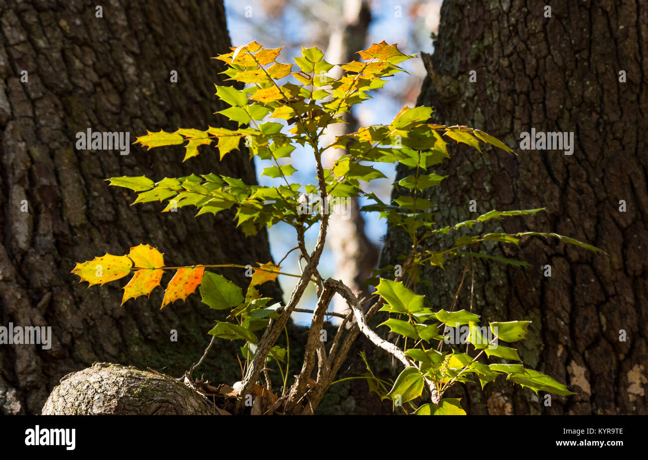 Astloch Alt Stockfotos und -bilder Kaufen - Alamy