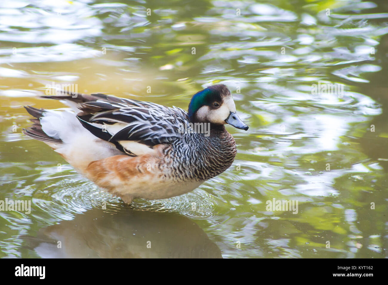 Wildente ente -Fotos und -Bildmaterial in hoher Auflösung – Alamy