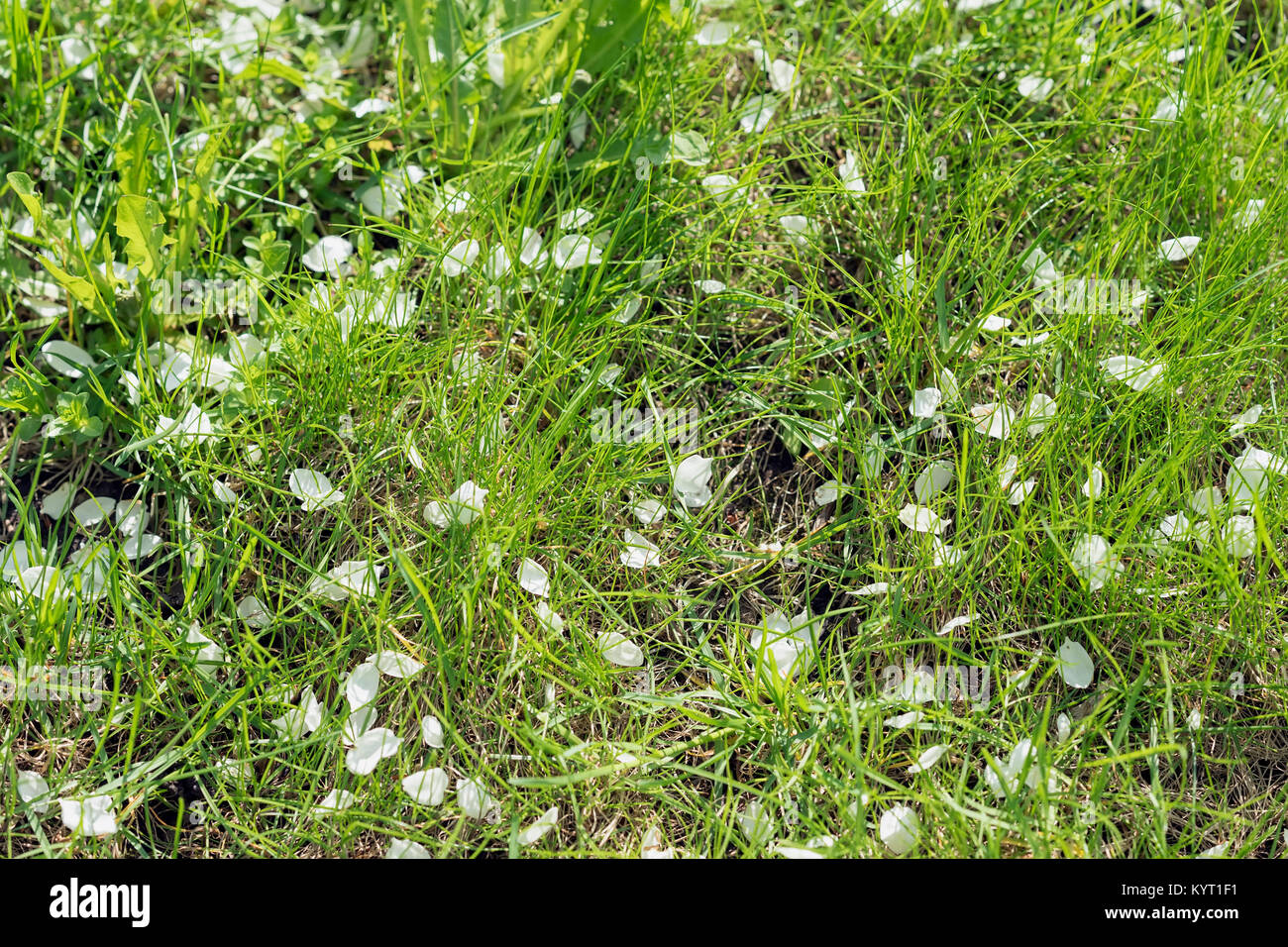Green Grass Stockfotos und -bilder Kaufen - Alamy