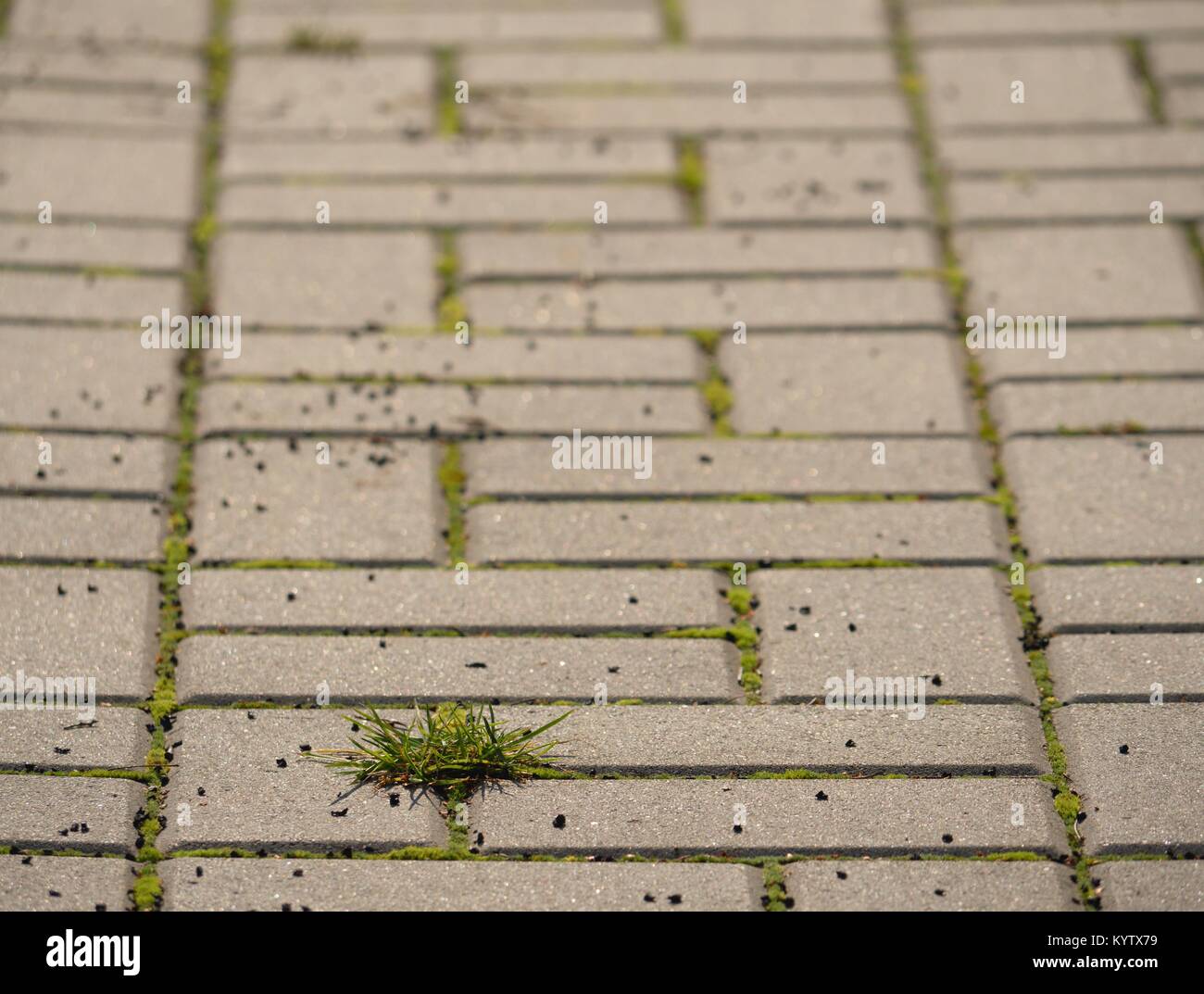 Mit Pflastersteinen pflastern Gehweg mit einem Haufen Gras, Beton ...